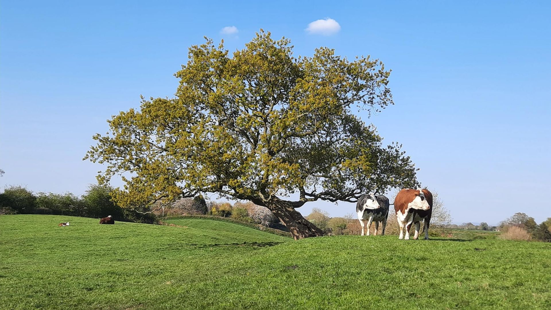 Tipsy Tree Glamping - Cheshire Countryside Glamping