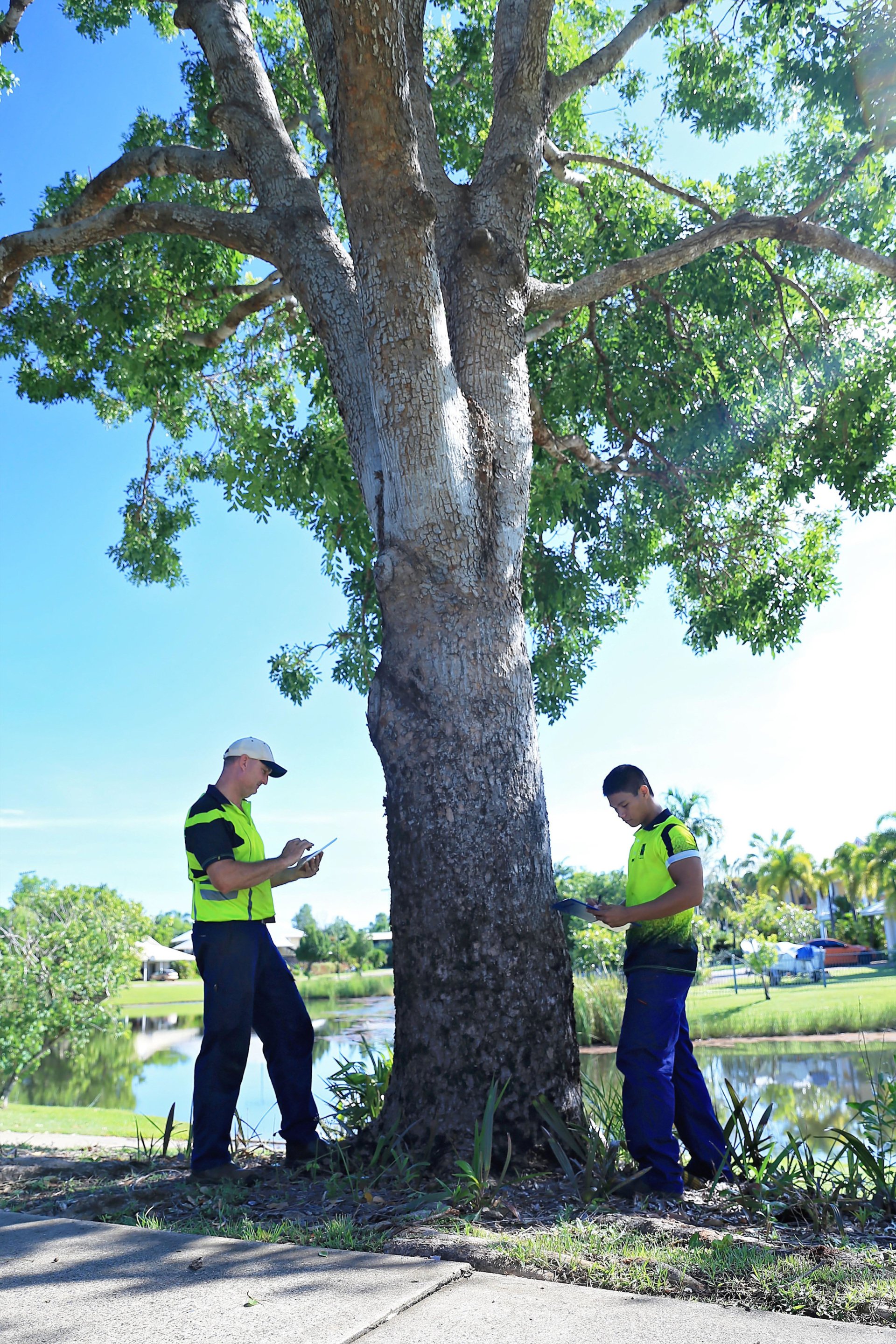 Arboricultural Consultancy in Darwin | Arafura Tree Services