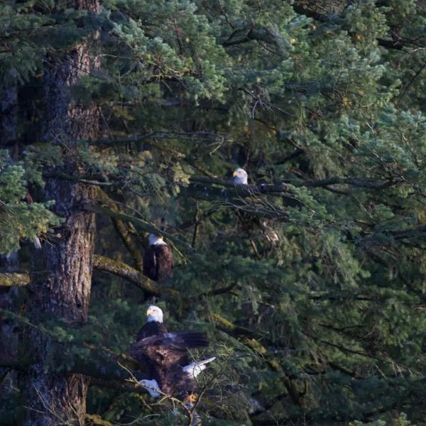 Bald Eagle Viewing Boat Tour | HARRISON ECO TOURS | BC