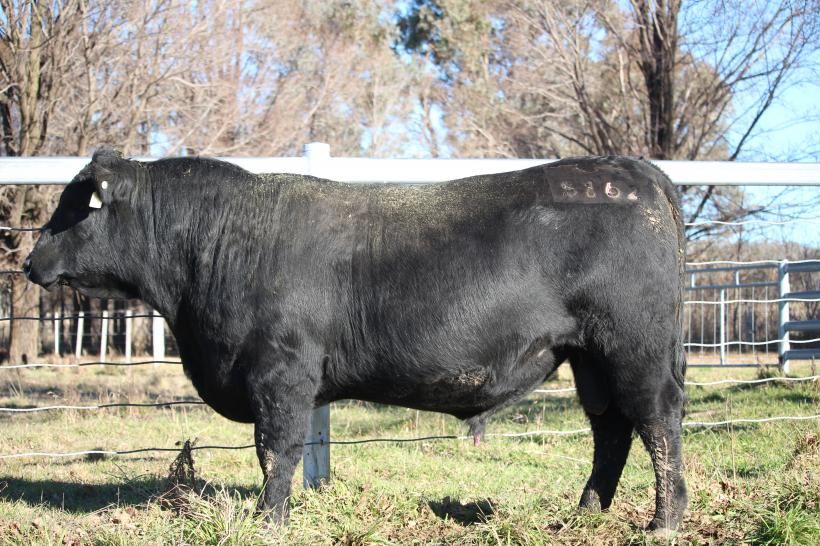 Eastern Plains Angus - BULL SALE