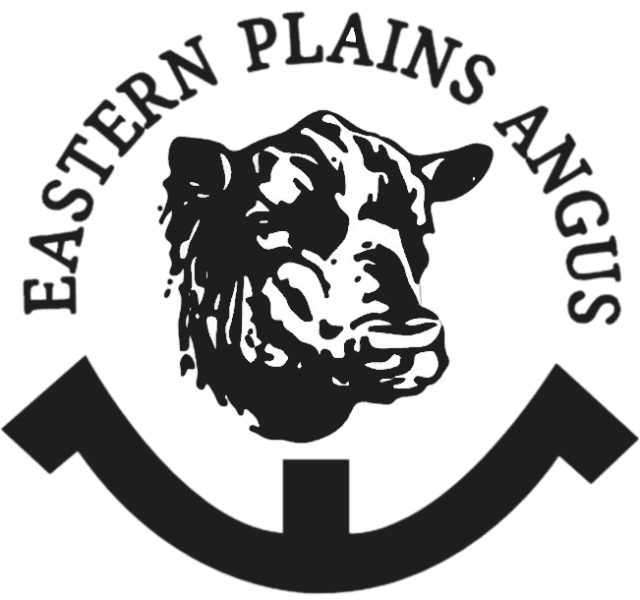 Eastern Plains Angus - Photo Gallery