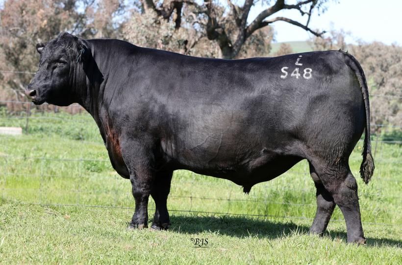 Eastern Plains Angus - BULL SALE