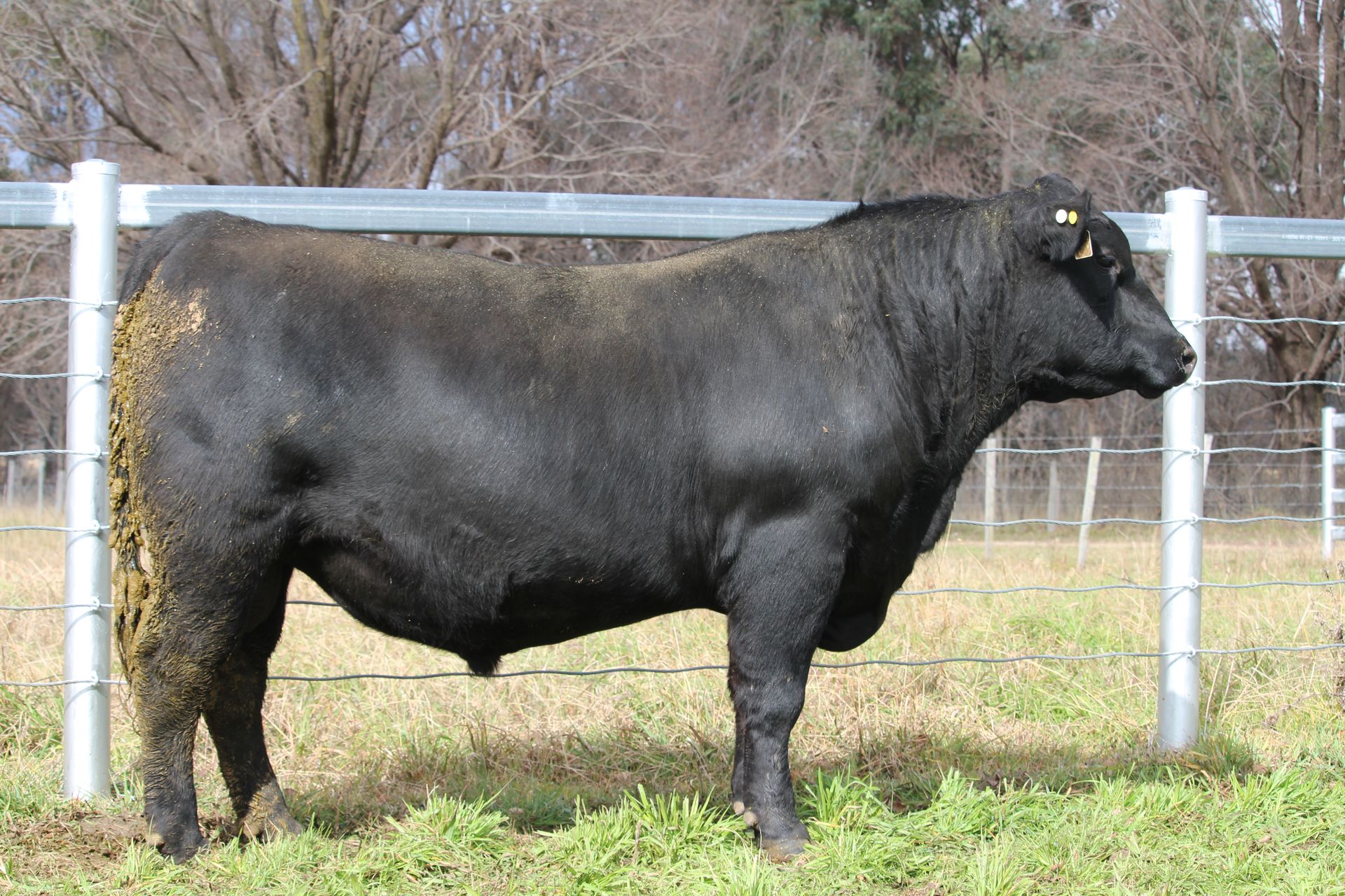 Eastern Plains Angus - Photo Gallery