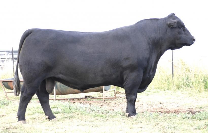 Eastern Plains Angus - BULL SALE