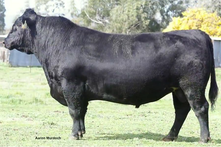 Eastern Plains Angus - BULL SALE