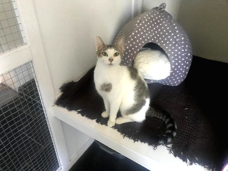 Manor Farm Cattery Crewe Cheshire