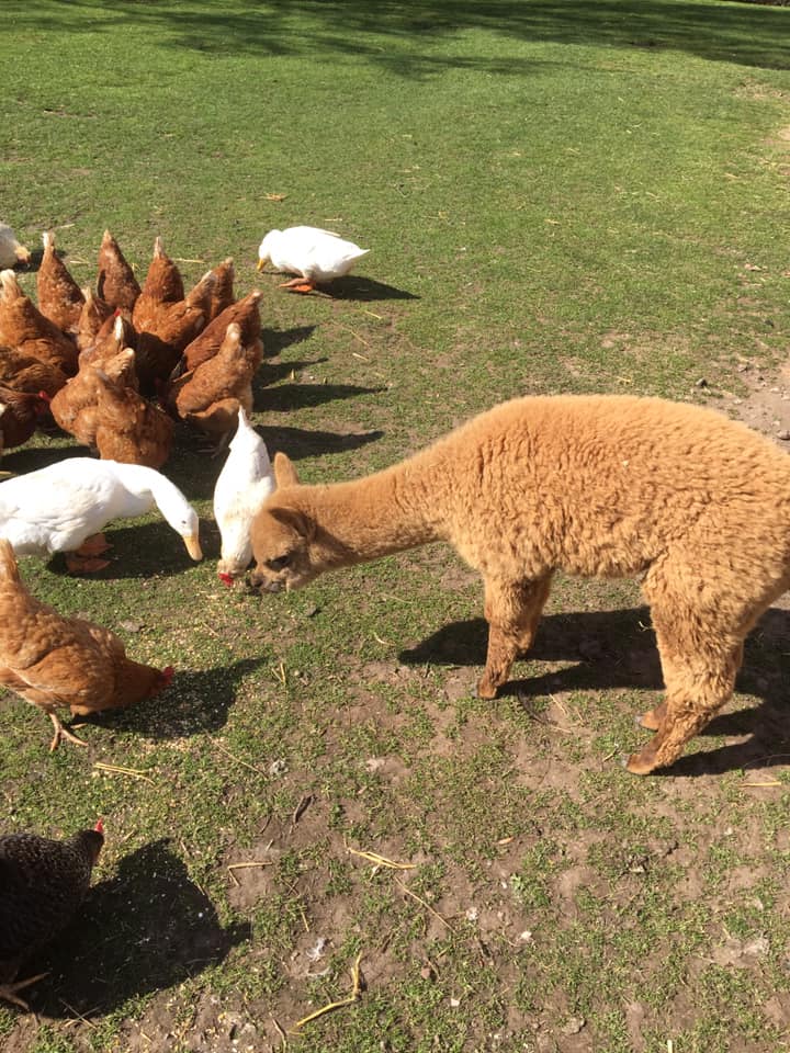 Manor Farm Cattery Crewe Cheshire