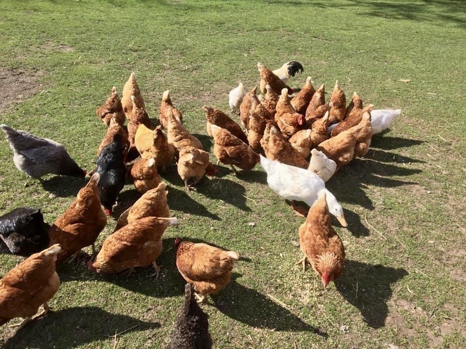 Manor Farm Cattery Crewe Cheshire