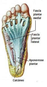 Fascite Plantar e Esporão do Calcâneo: causas e tratamento