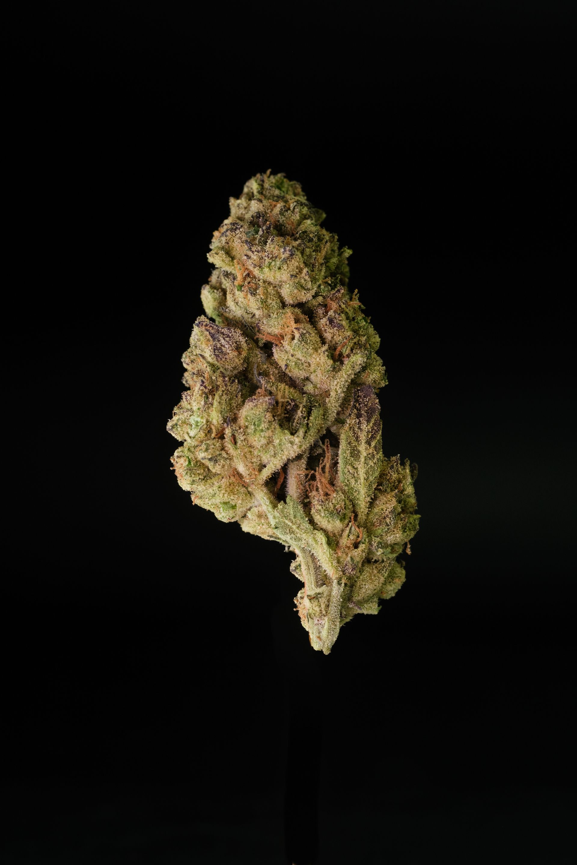 Prairie State Hemp - Photo Gallery