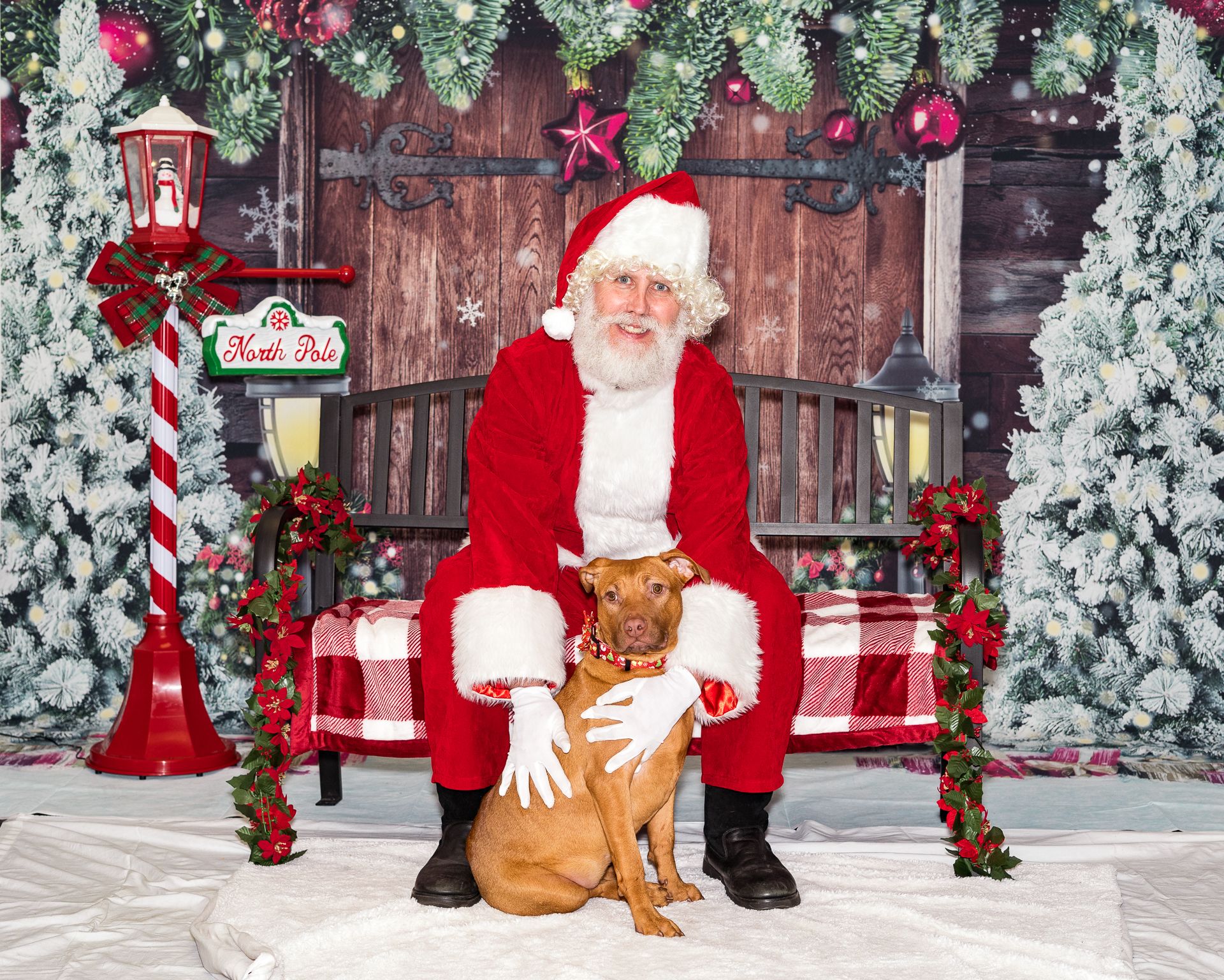 Pet Training Events & Support Groups | Animal Protective Foundation ...