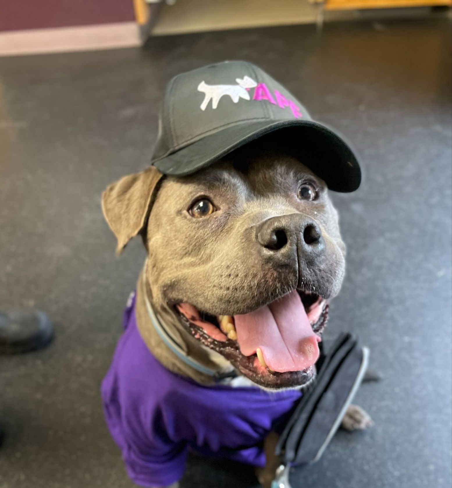Animal Services | Animal Protective Foundation