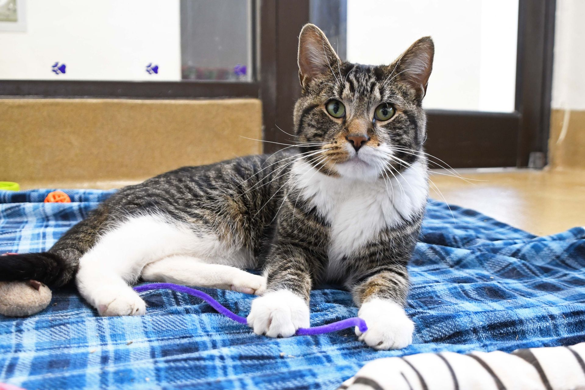 Animal Adoption Guide | Animal Protective Foundation