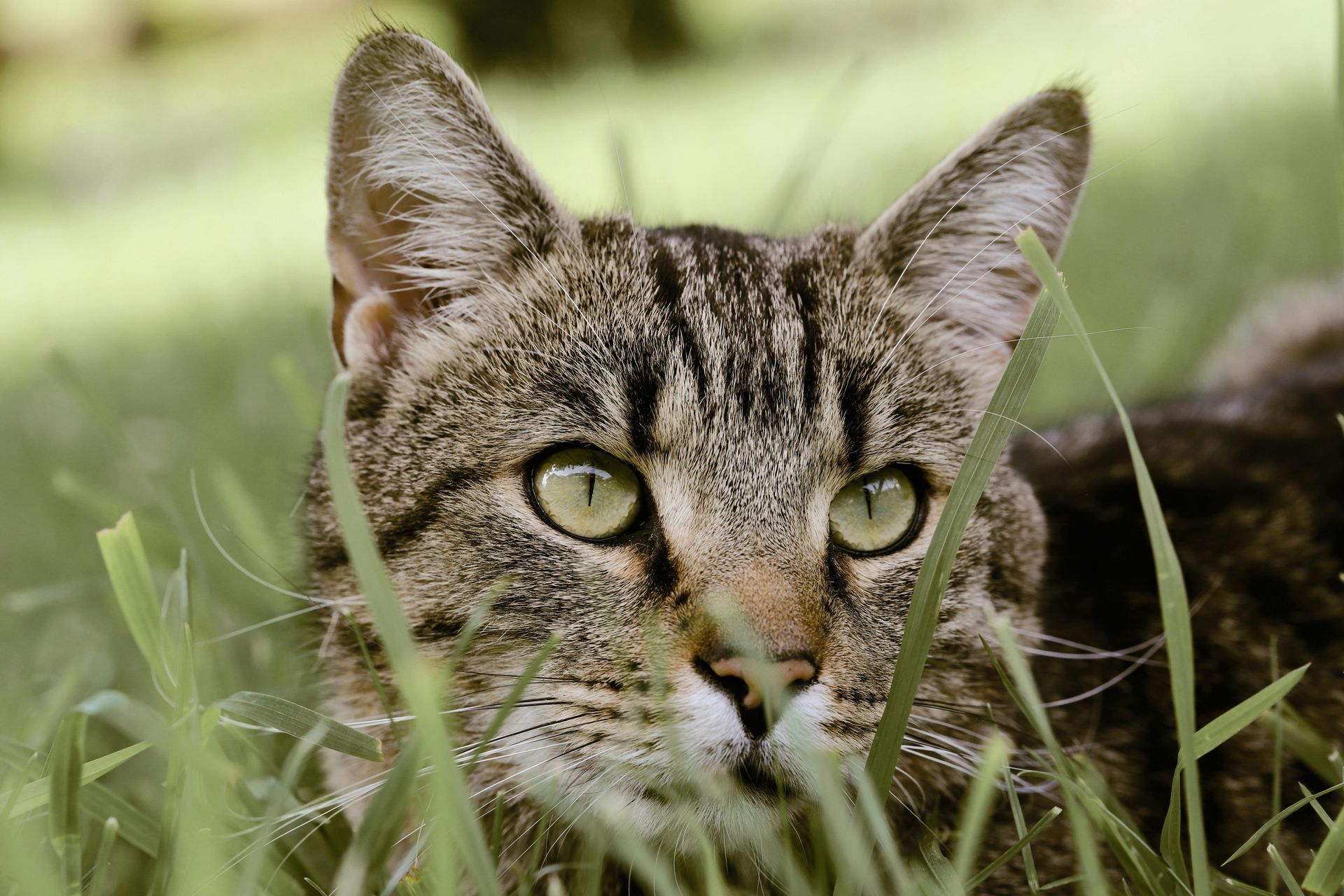 Spay & Neuter Services | Animal Protective Foundation