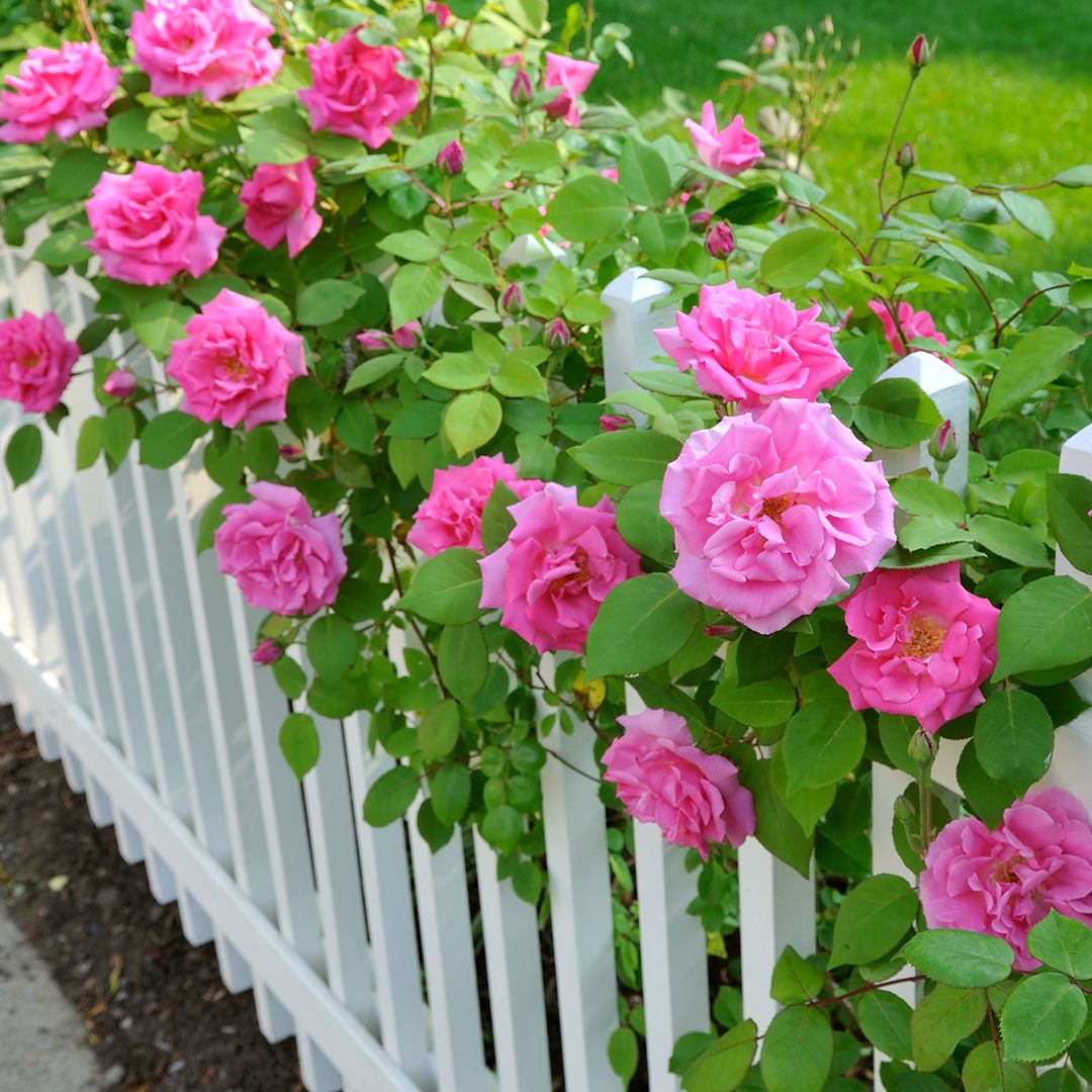 Garden Seeds for Sale | Landscape Design Services in Waite Park, MN ...