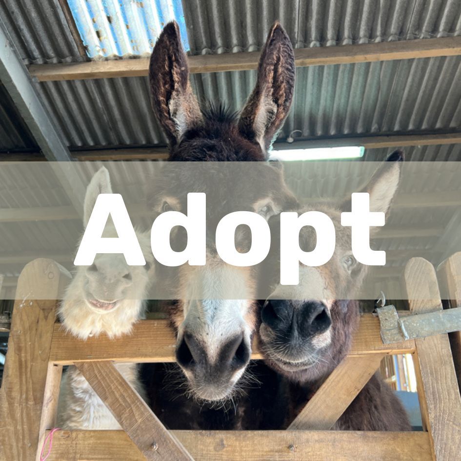 Our Donkeys | Isle of Wight Donkey Sanctuary