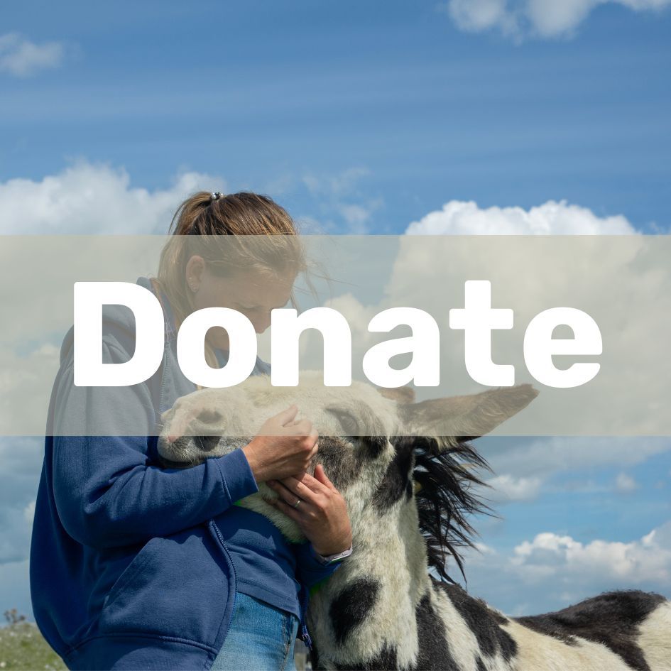 Isle of Wight Donkey Sanctuary | Home