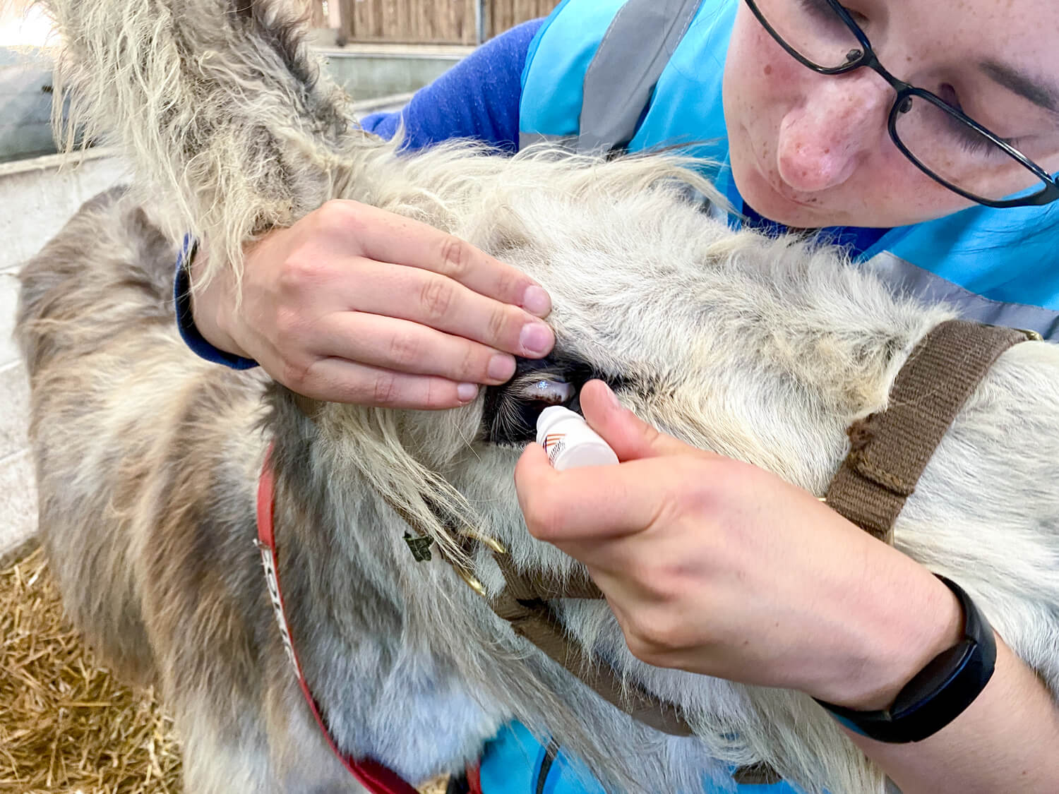 Care and Welfare | Isle of Wight Donkey Sanctuary