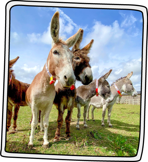 Isle of Wight Donkey Sanctuary | Home