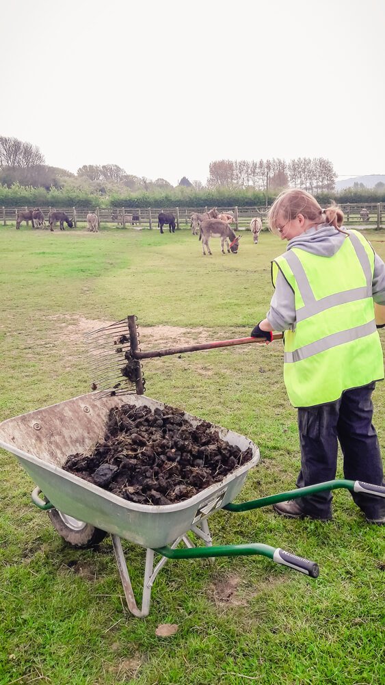 Care and Welfare | Isle of Wight Donkey Sanctuary