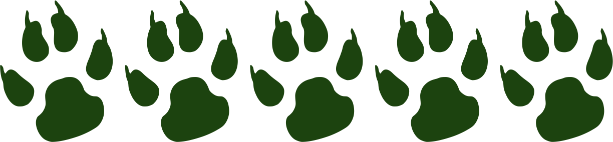 Welcome to Anima - Your Home Away from Home for Cats