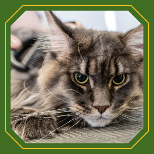 Welcome to Anima - Your Home Away from Home for Cats