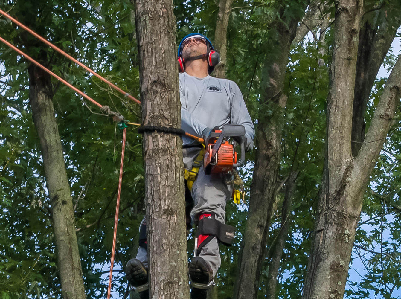 Pruning | Bloomington, IN | Fowler Tree Services Inc.