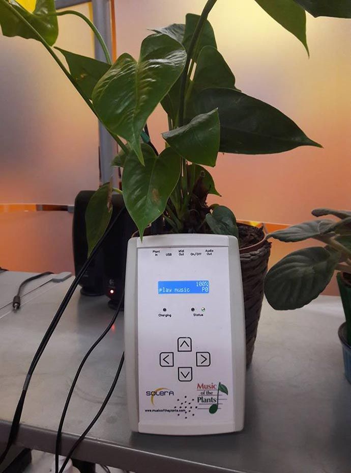 About - Plant Music Australia