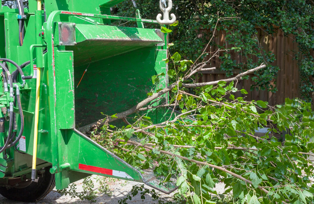 Bastrop Tree Service, Tree Trimming, Tree Removal,