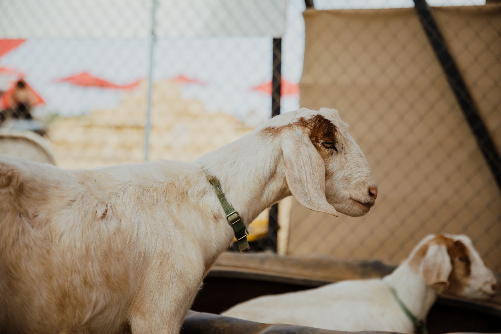 Pumpkin Patch | Carlsbad Strawberry Company