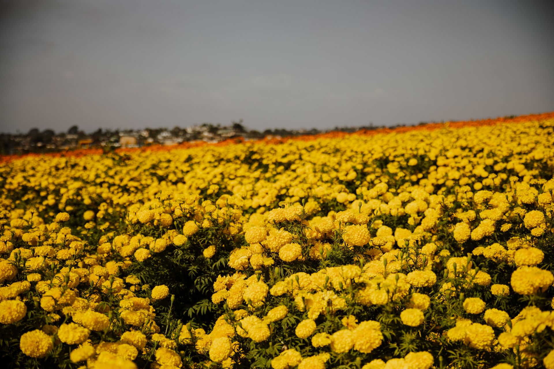 Pumpkin Patch | Carlsbad Strawberry Company