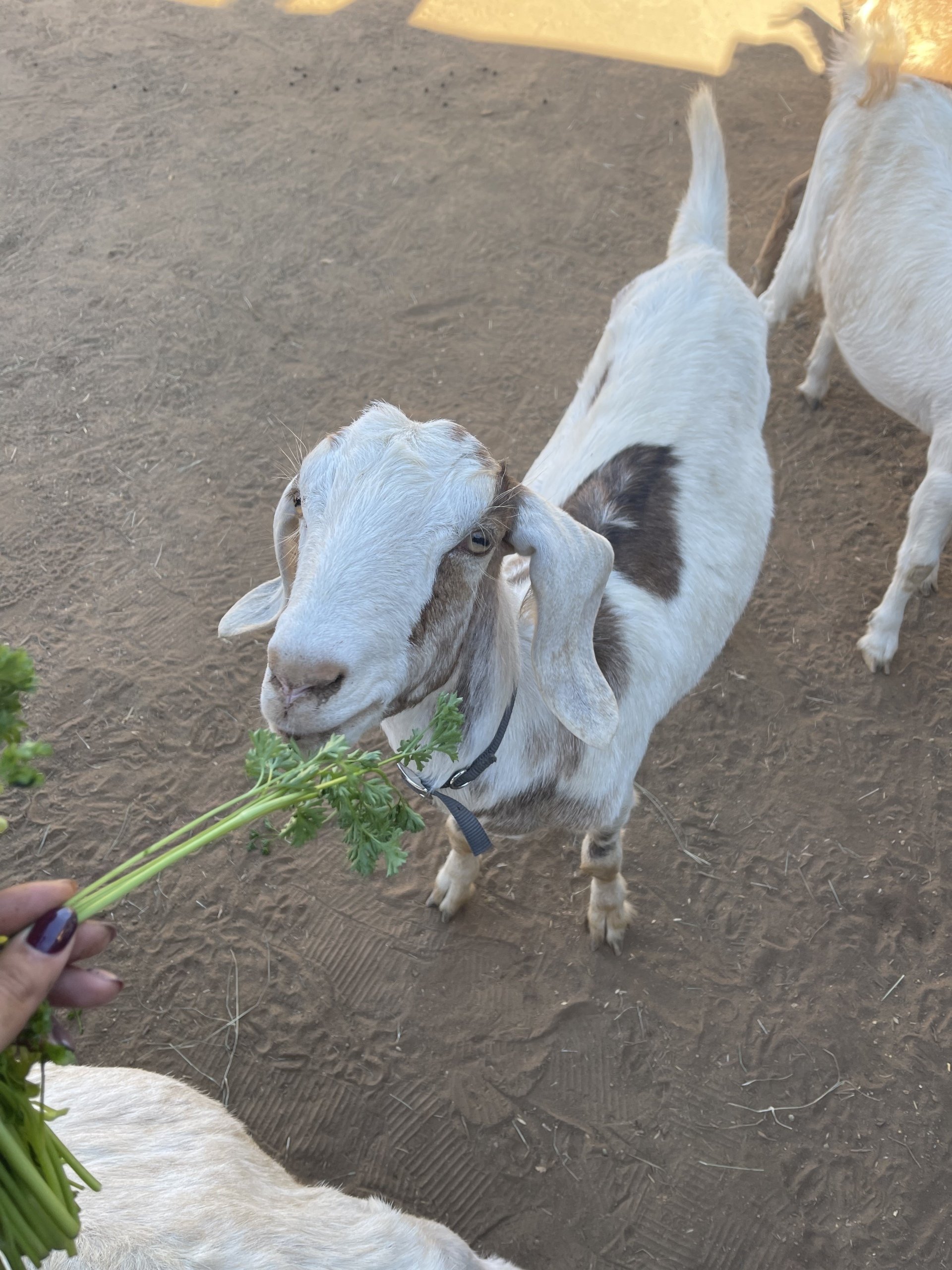 Pumpkin Patch | Carlsbad Strawberry Company