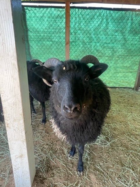Pumpkin Patch | Carlsbad Strawberry Company