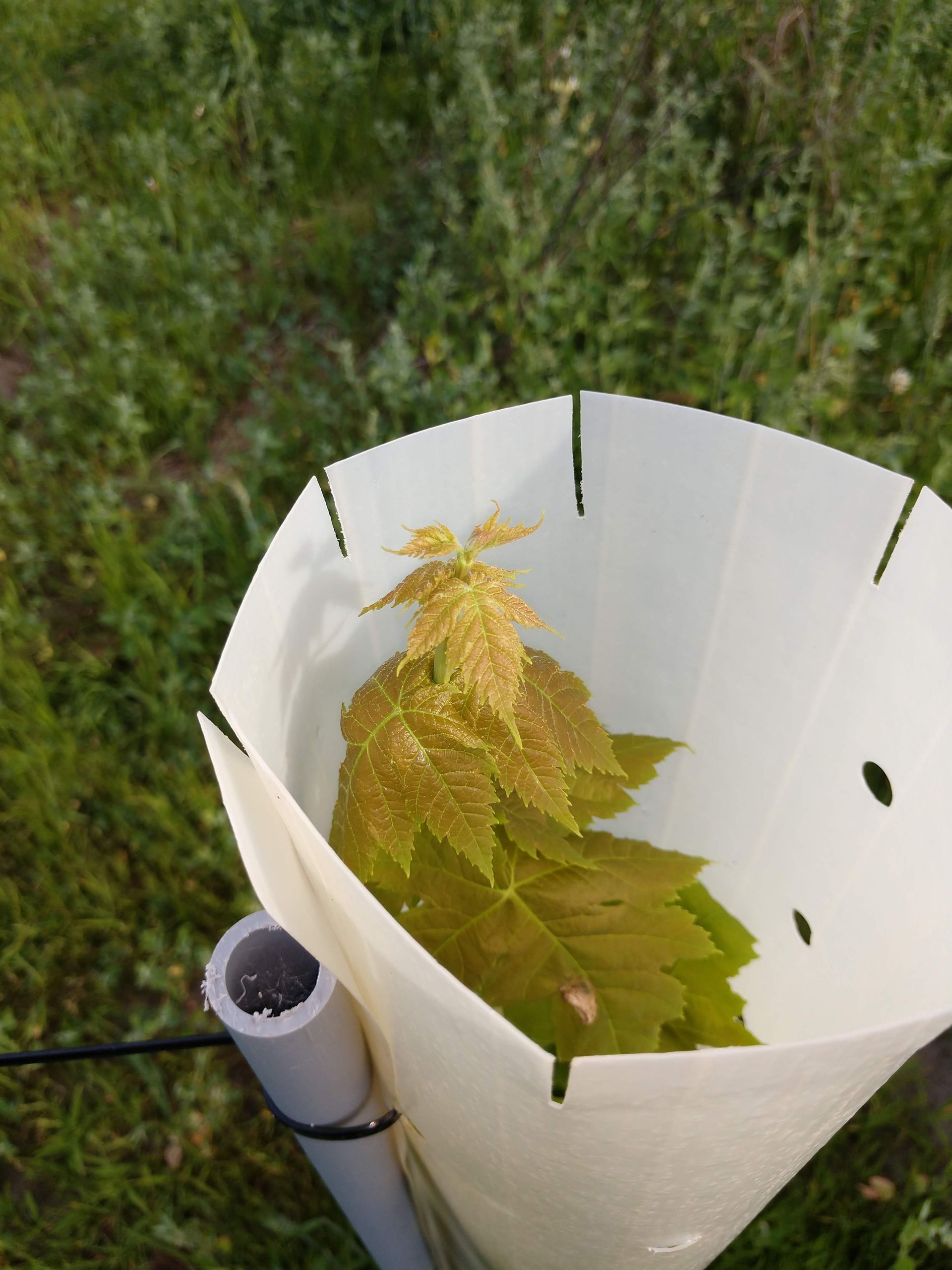 Plant A Maple Tree | Master’s Maples