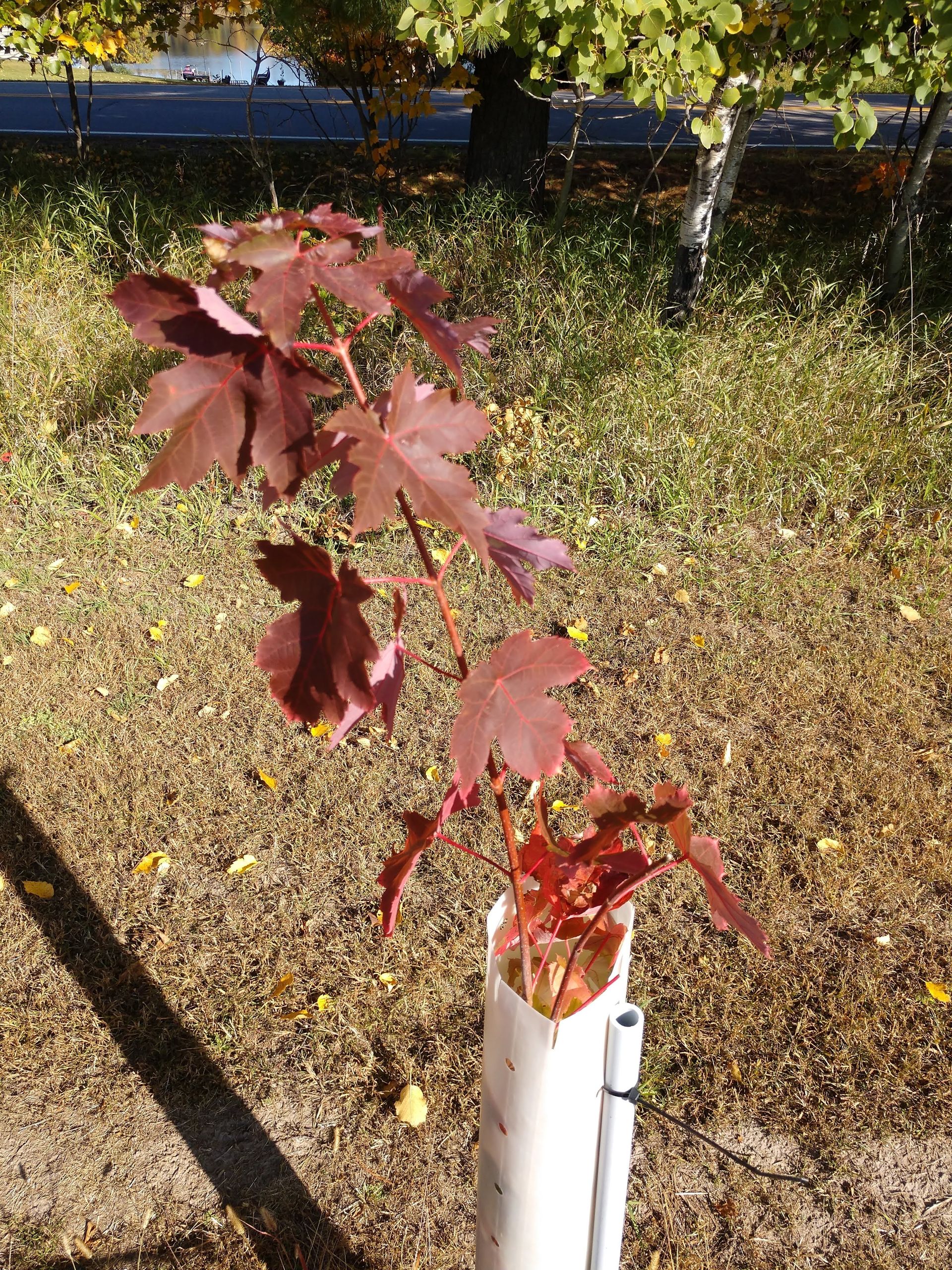 Plant A Maple Tree | Master’s Maples