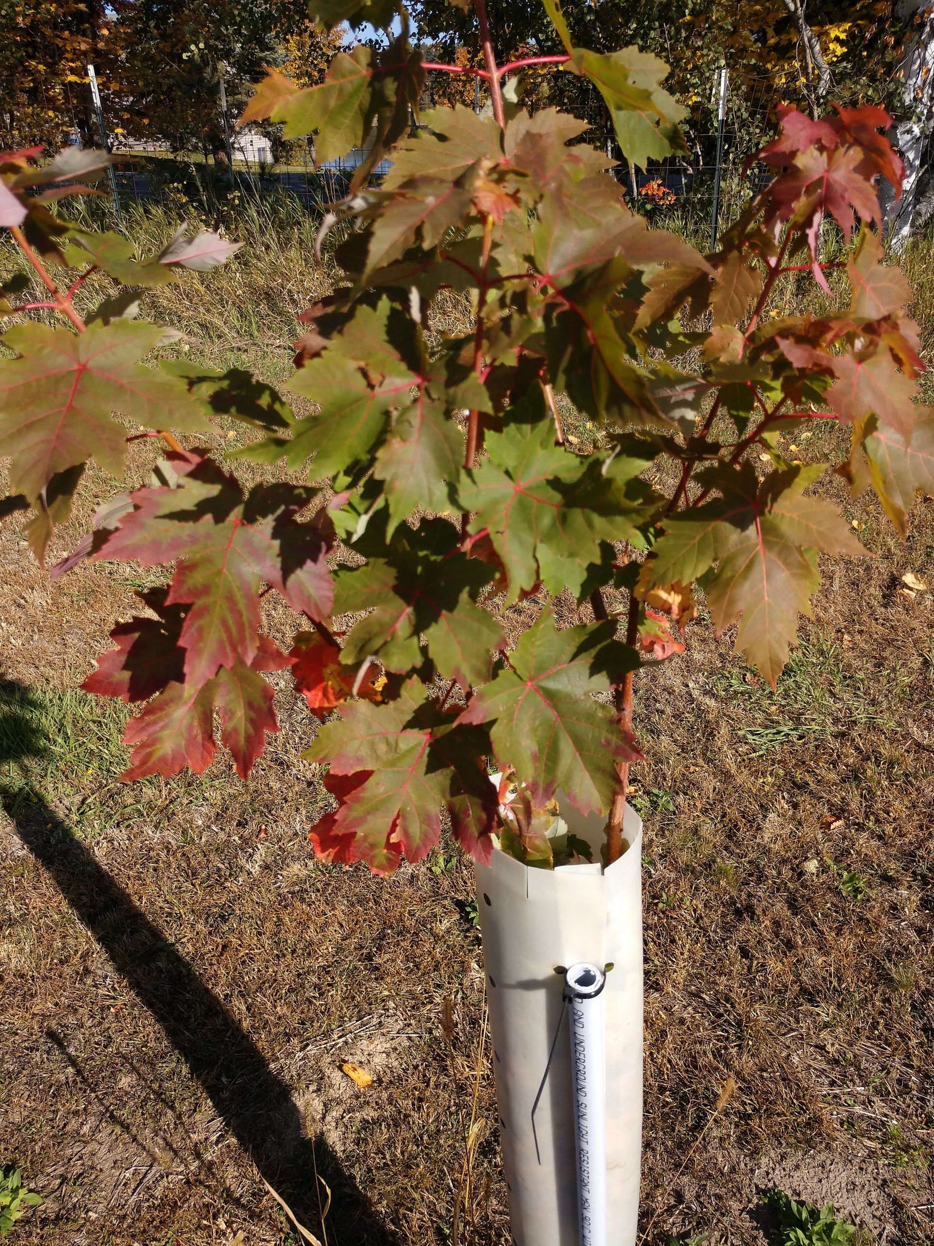 Plant A Maple Tree | Master’s Maples
