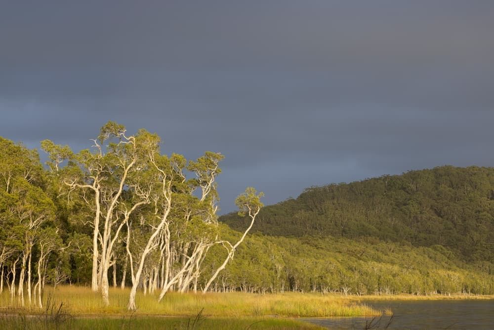 The Paperbark Tree (Melaleuca Tree)