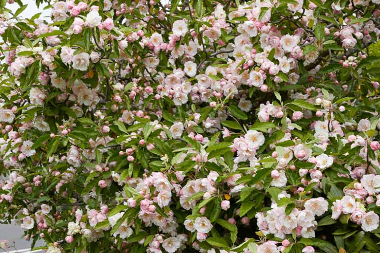 Plant Wanaka | Wanaka Plants Supply Landscaping Design Ideas