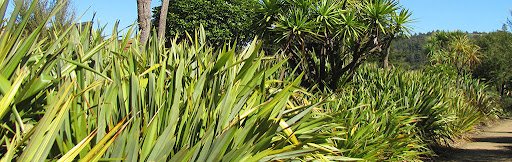 NATIVES TO ATTRACT BIRDS IN WANAKA | Plant Wanaka