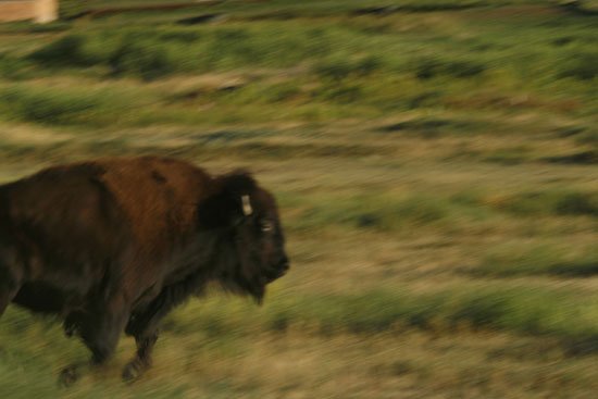 BUFFALO ON THE RANGE