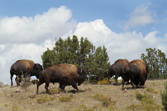 BUFFALO ON THE RANGE
