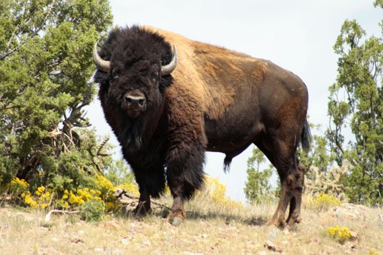 BUFFALO ON THE RANGE