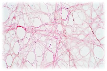 Fascial Matrix Connection Method