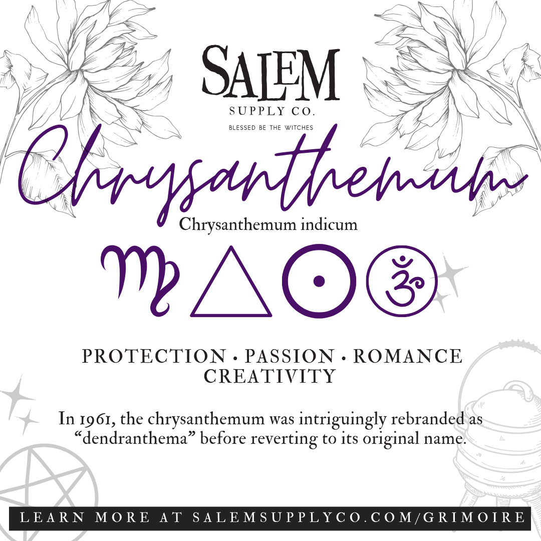 A Comprehensive Guide to the Magical Uses of Chrysanthemum