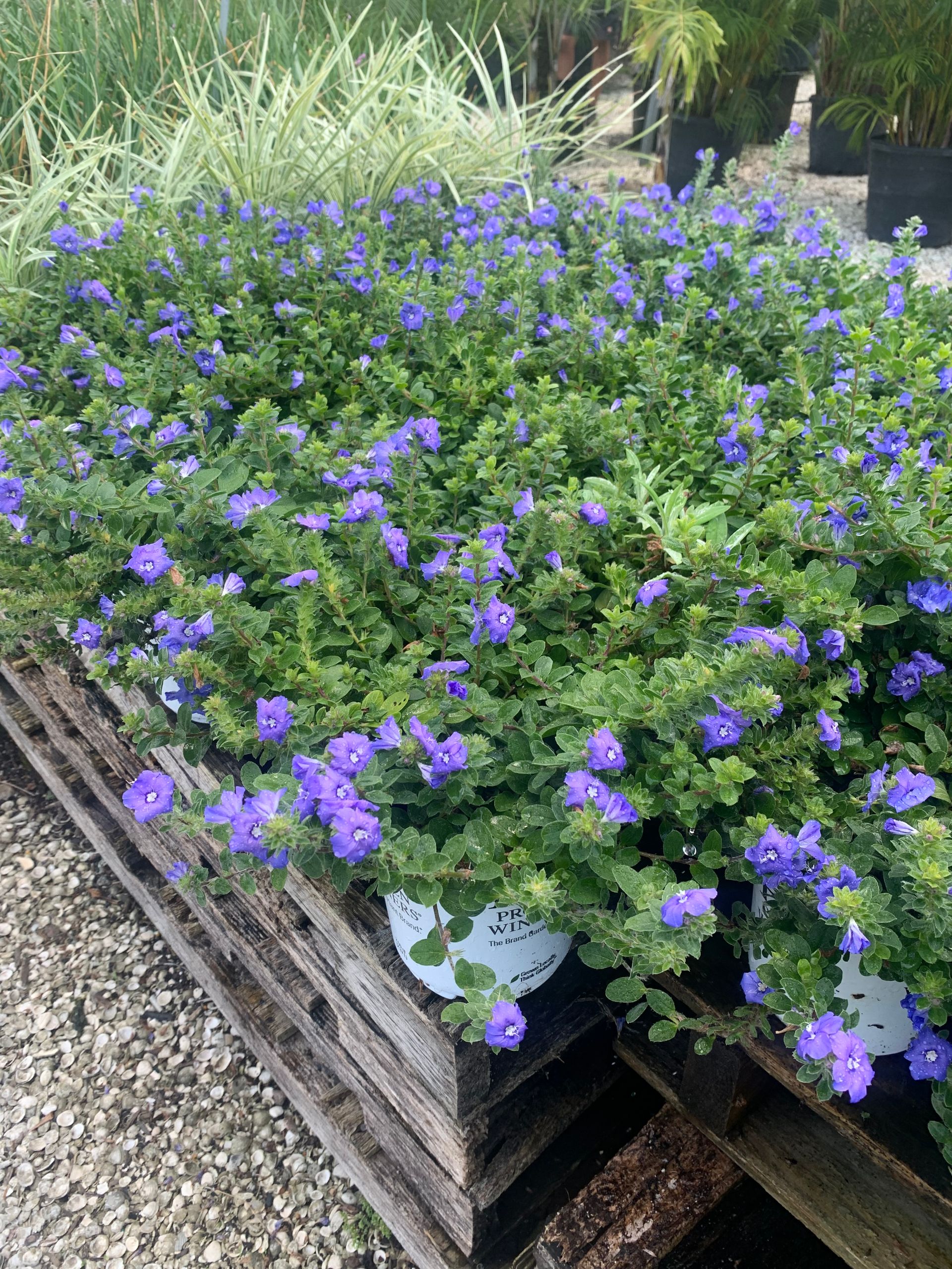 Premium Plant Materials | Landscape Supply | Wesley Chapel, FL