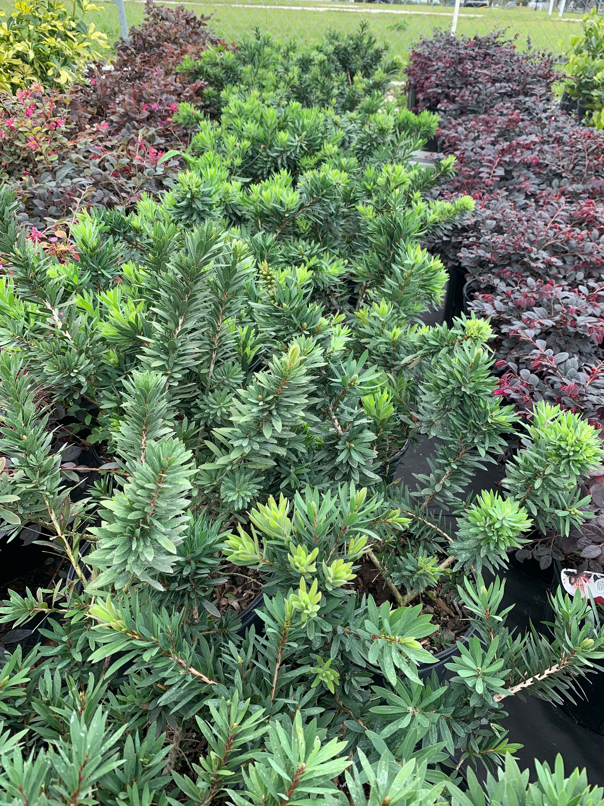 Premium Plant Materials | Landscape Supply | Wesley Chapel, FL