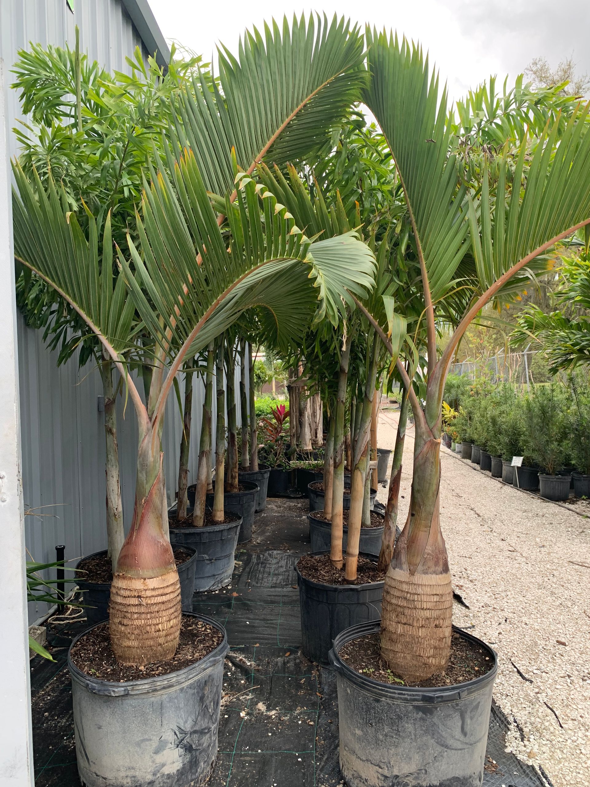 Premium Plant Materials | Landscape Supply | Wesley Chapel, FL