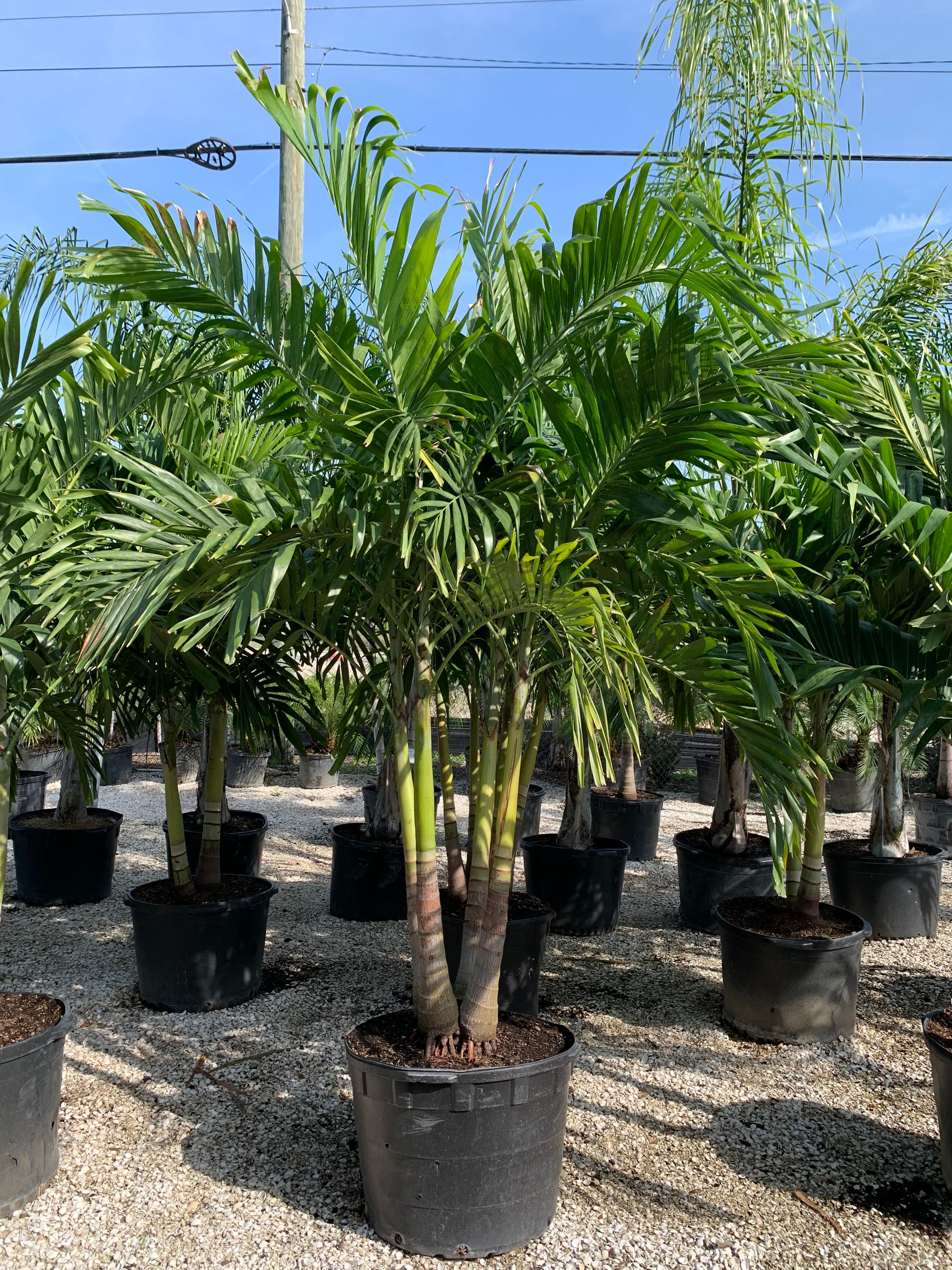 Plants & Trees | Landscape Supply Wesley Chapel