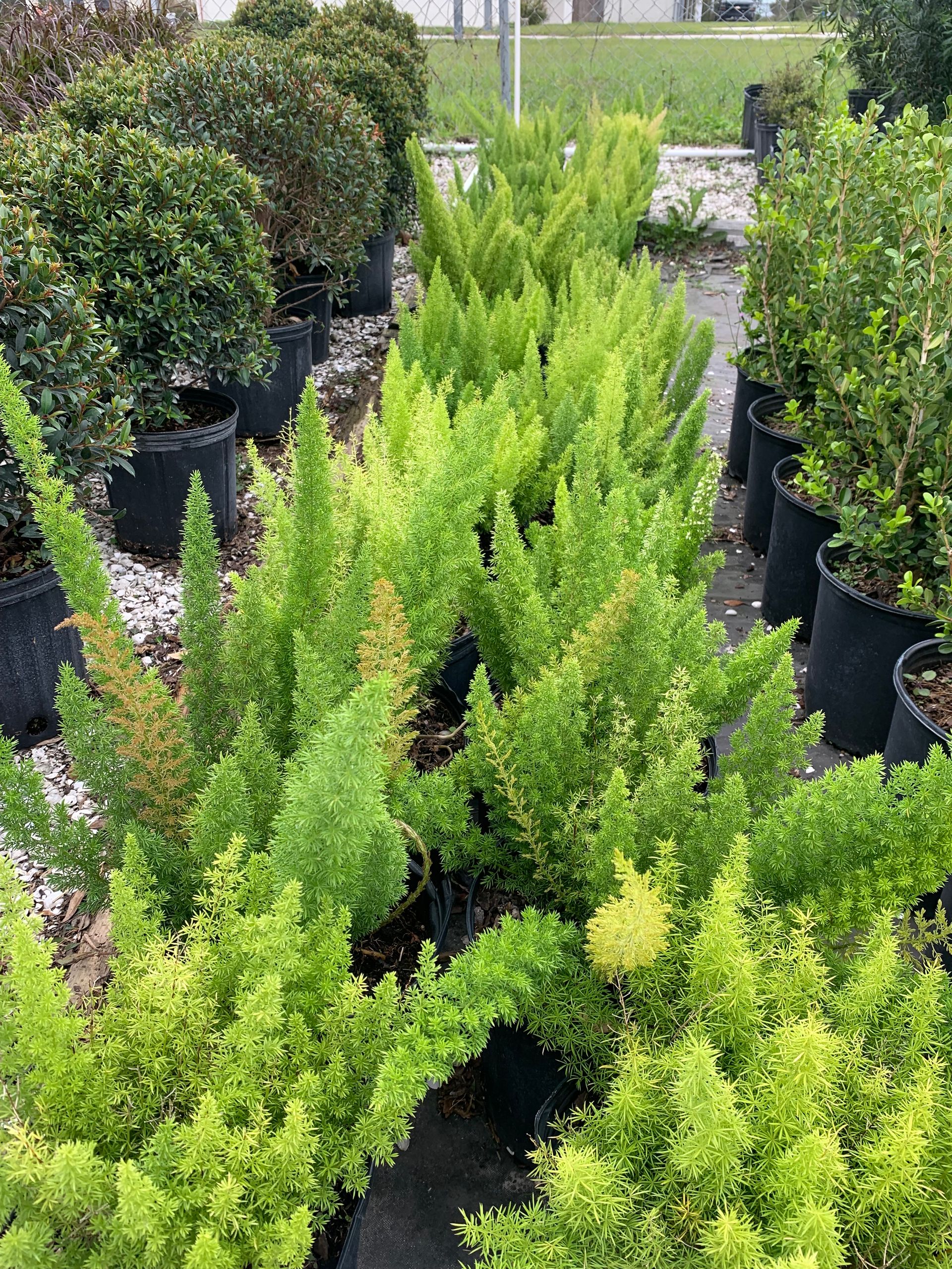 Premium Plant Materials | Landscape Supply | Wesley Chapel, FL