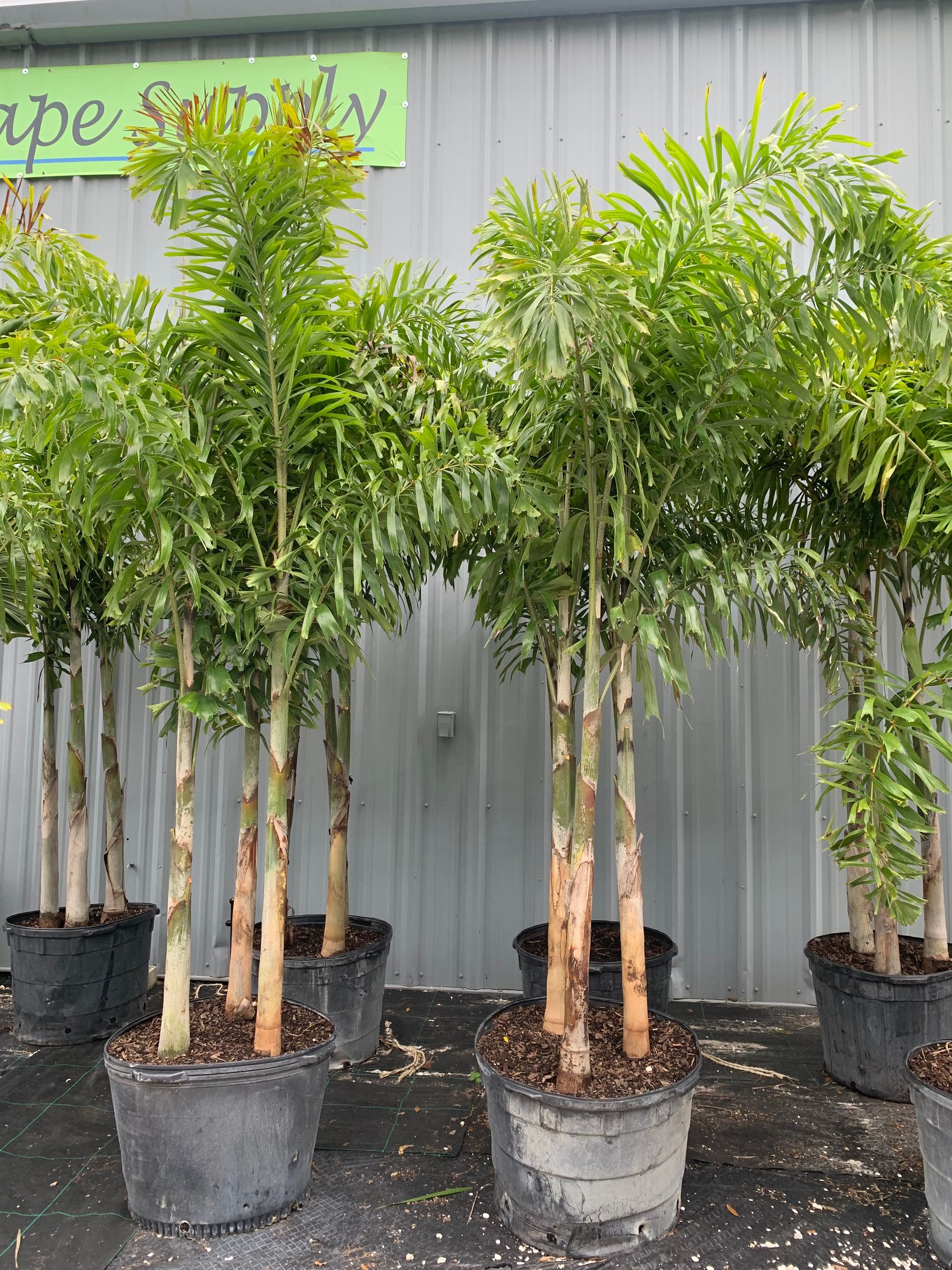 Plants & Trees | Landscape Supply Wesley Chapel